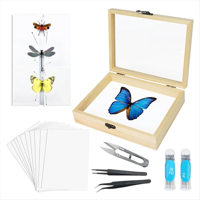 Making Insect Specimen Tools Kit, Insect Specimen Collection Display ...