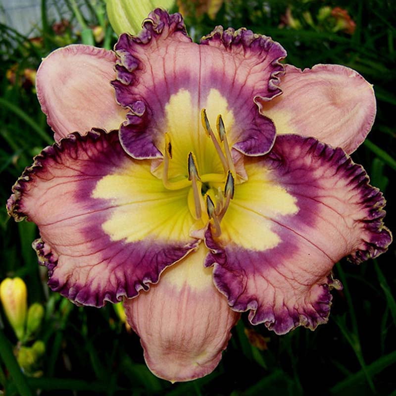 Making Magic Reblooming Daylily Flower Bulb - HUGE Blooms up to 6 ...