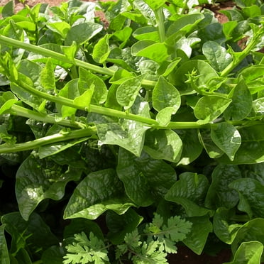 100 Malabar Red Stem Spinach Seeds Herb Heirloom Non-GMO Phooi Leaf ...