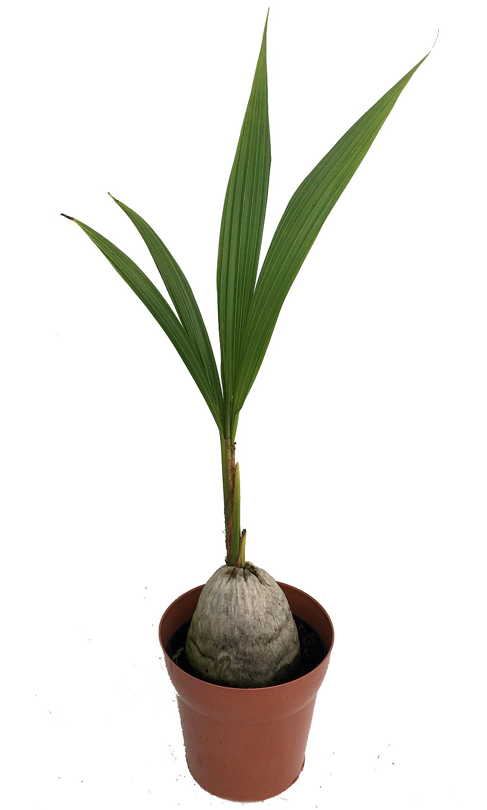 Malayan Dwarf Coconut Palm - Cocos nucifera - 6" Pot - Walmart.com