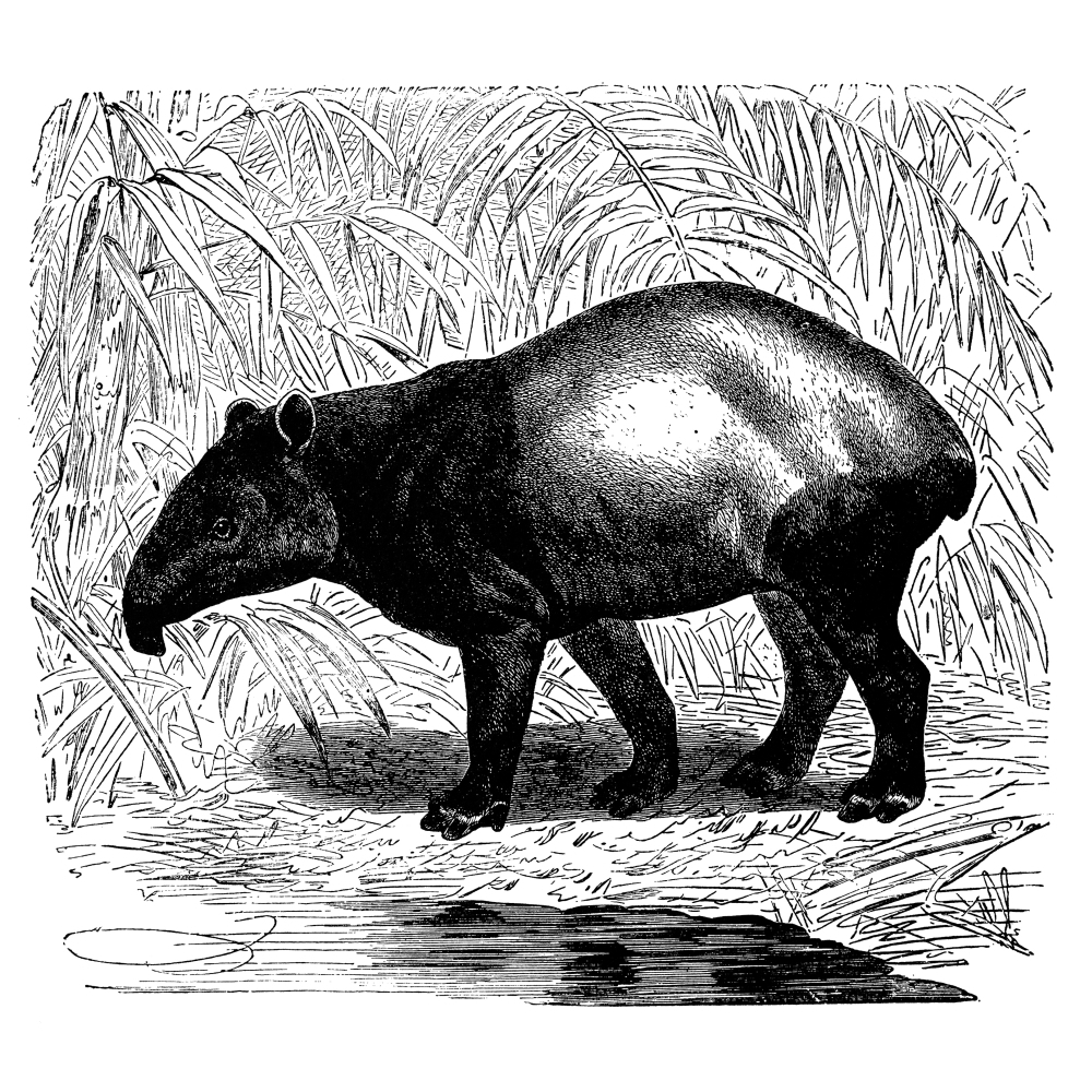 Malaysian Tapir. Nmalaysian Tapir. Wood Engraving American C1899 ...