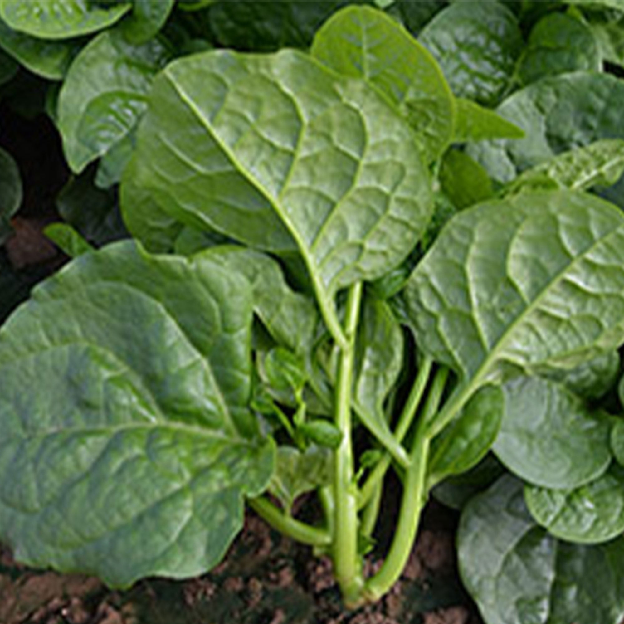 Malbar Spinach Seeds - Big Round Leaf - 3 g Packet ~80 Seeds - Non-GMO ...