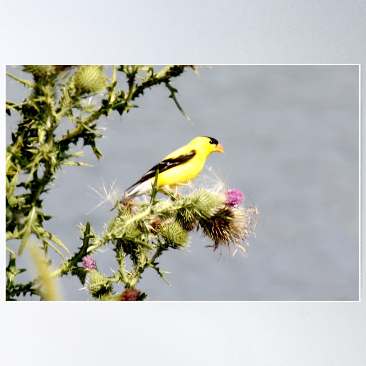 Male American Goldfinch Poster Wall Art, Modern Wall Decor For Living ...