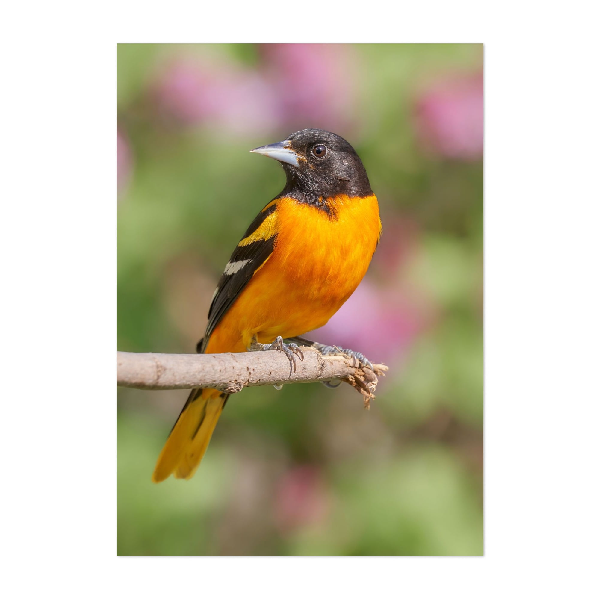 Male Baltimore Oriole arriving in Minnesota in the spring - Photography ...