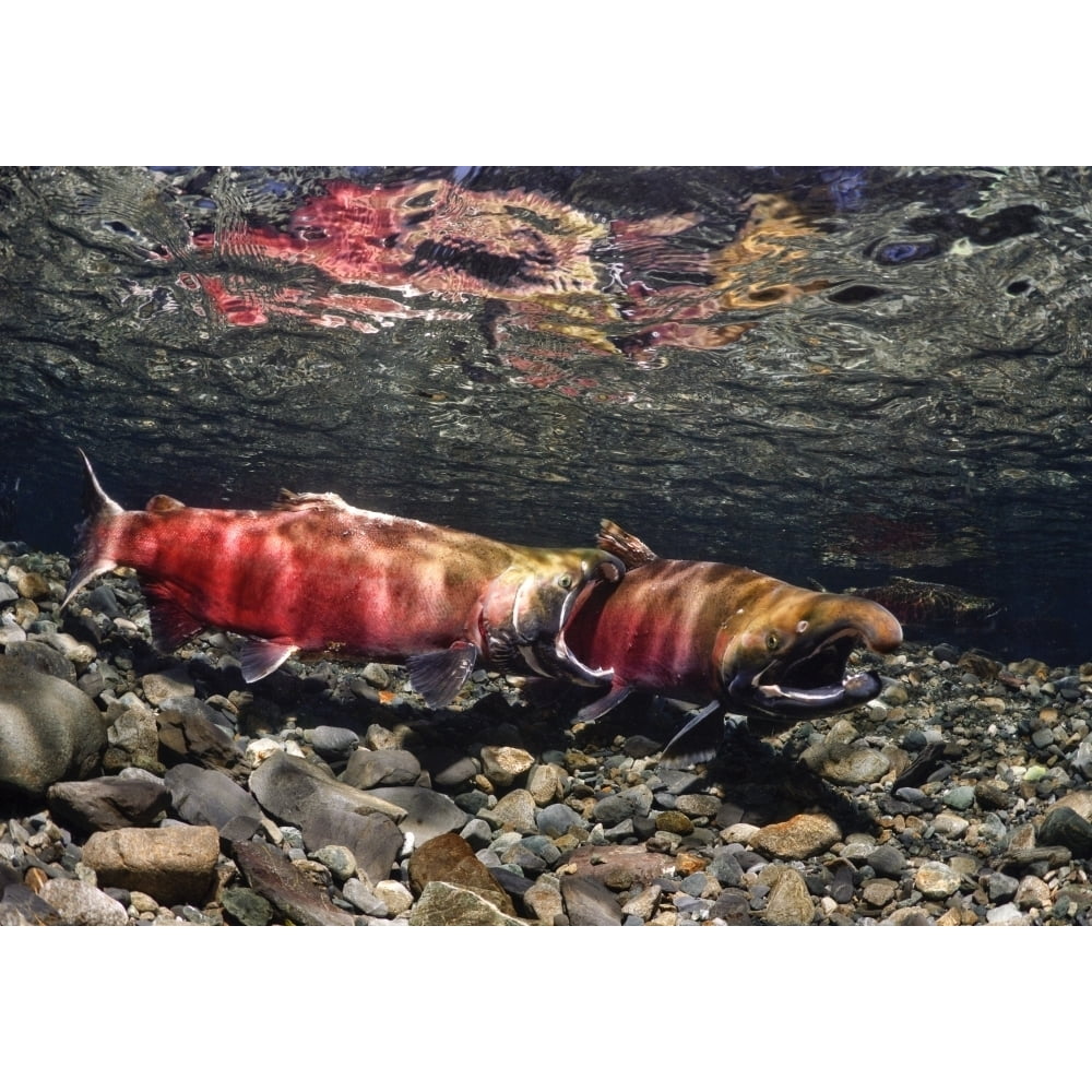 Male Coho Aggressively Compete For Females In Power Creek Copper River ...