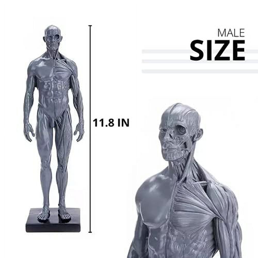 Male&Female Human Anatomy Figure Ecorche and Skin Model Lab Supplies ...