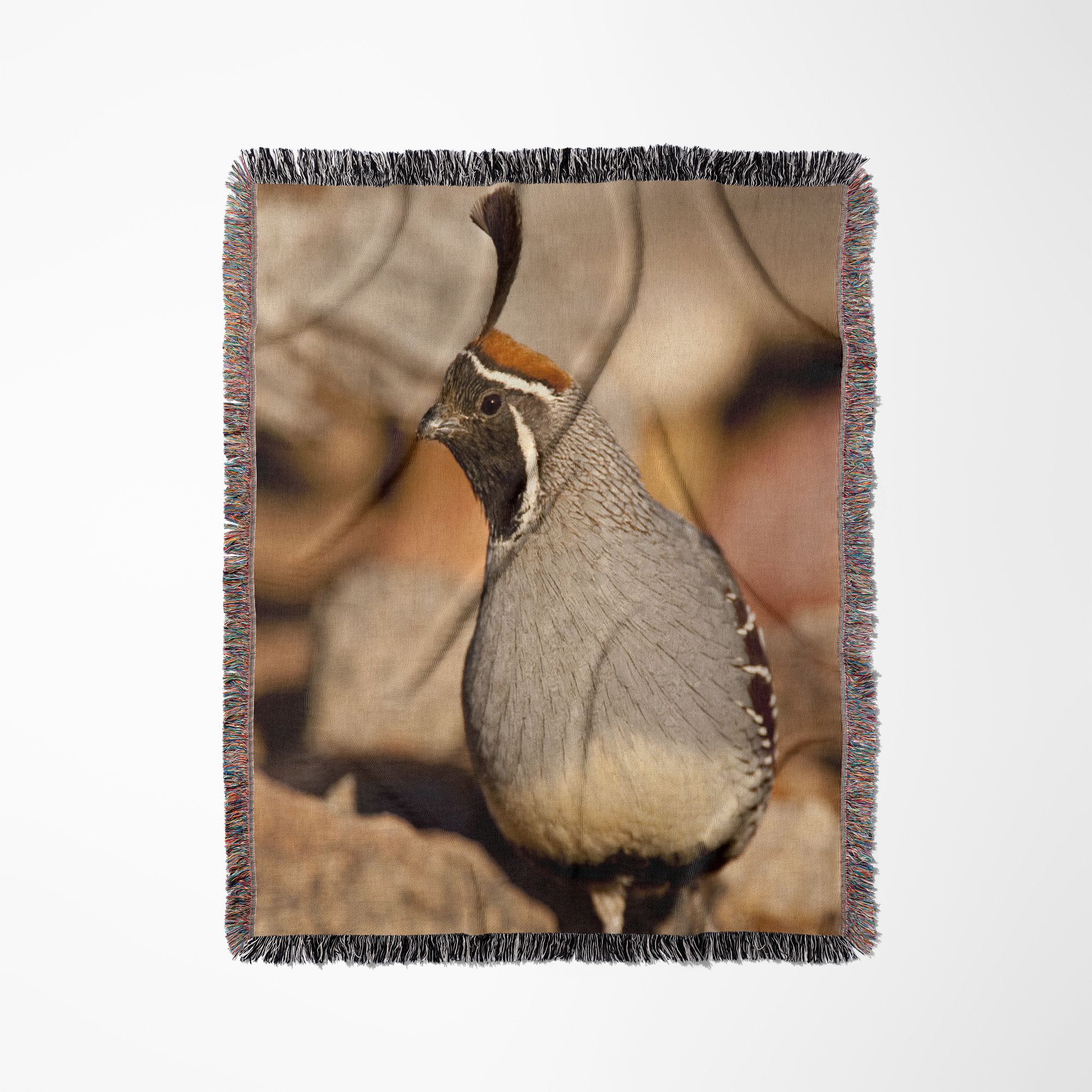 Male Gambels Quail, Bird, Se Arizona - Na02 Dno0640 - David Northcott ...