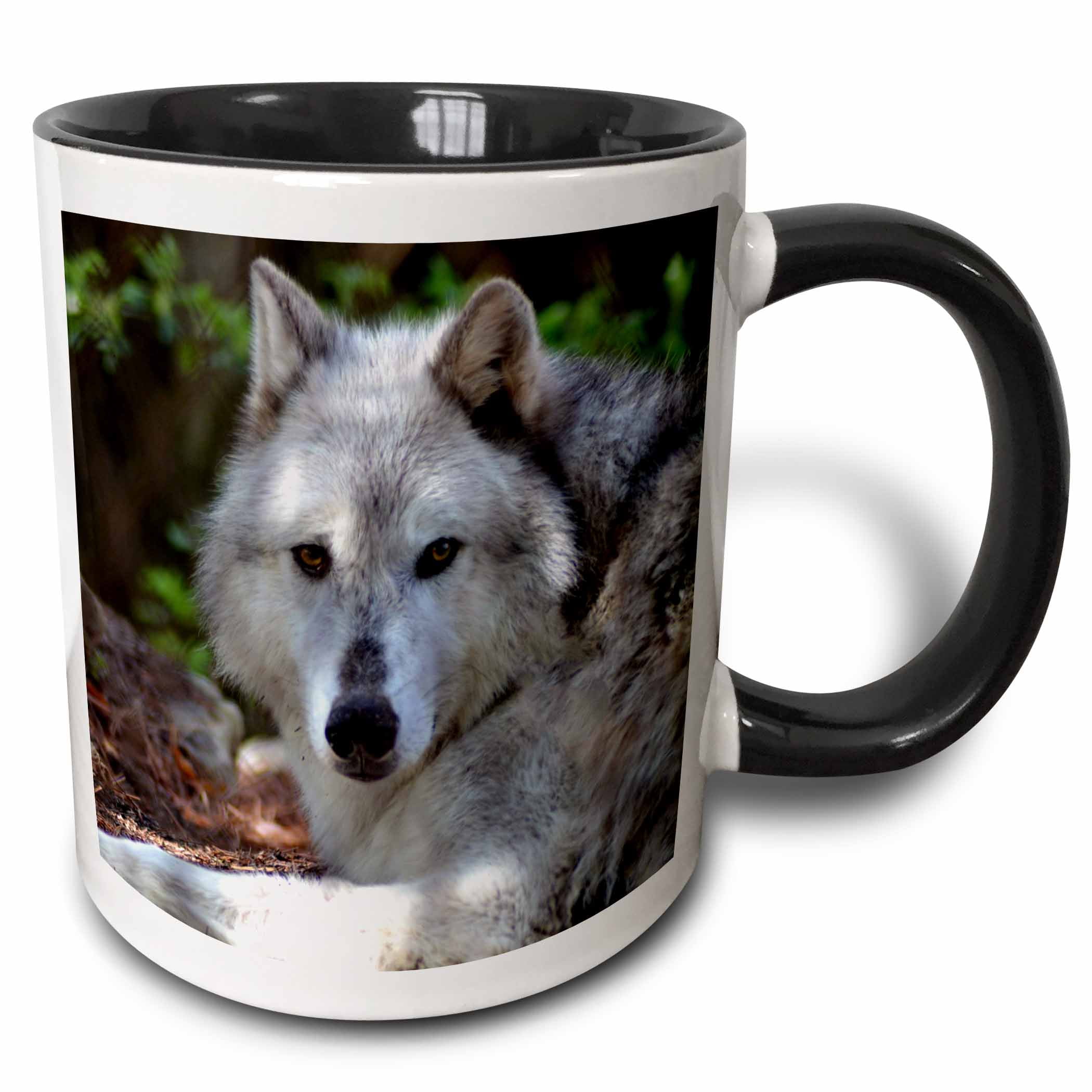 Male Gray Wolf watching you A photo of a wolf that looks like it is ...