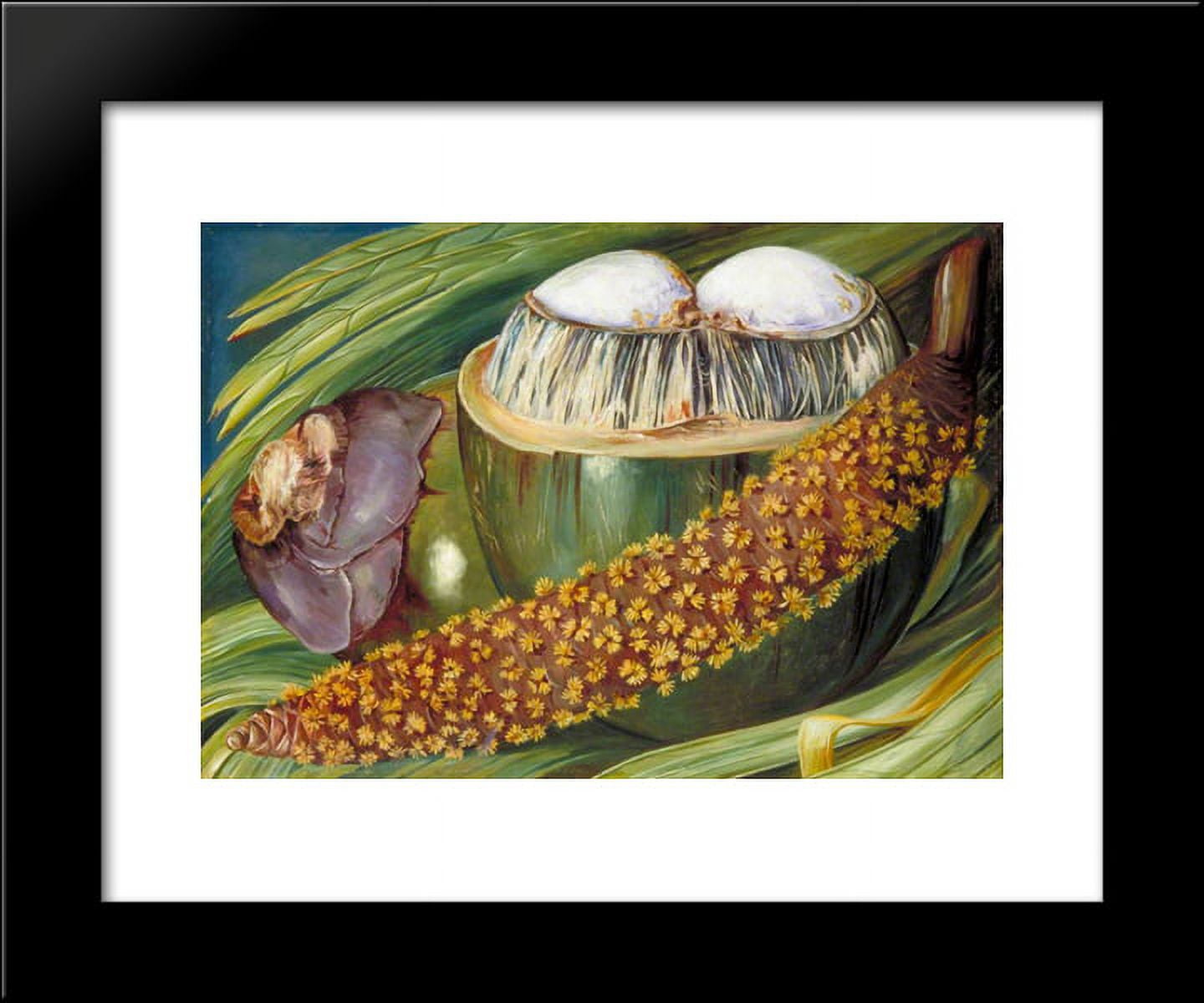 Male Inflorescence and Ripe Nuts of the Coco de Mer, Seychelles 20x24 ...