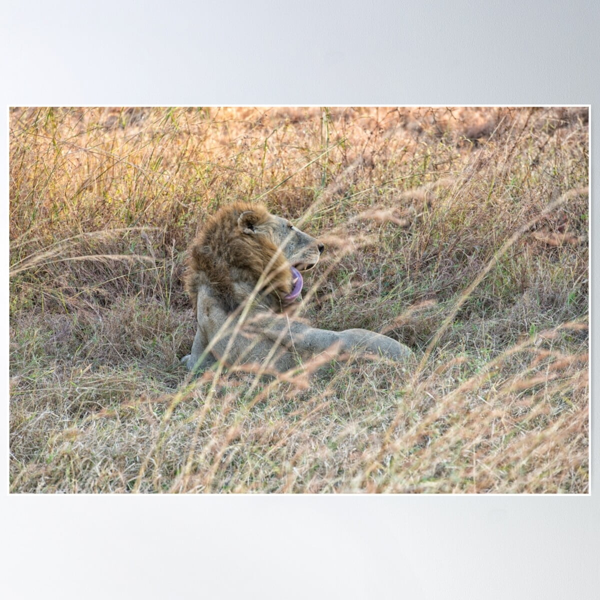 Male Lion Cleaning Himself Poster Wall Art, Modern Wall Decor For ...