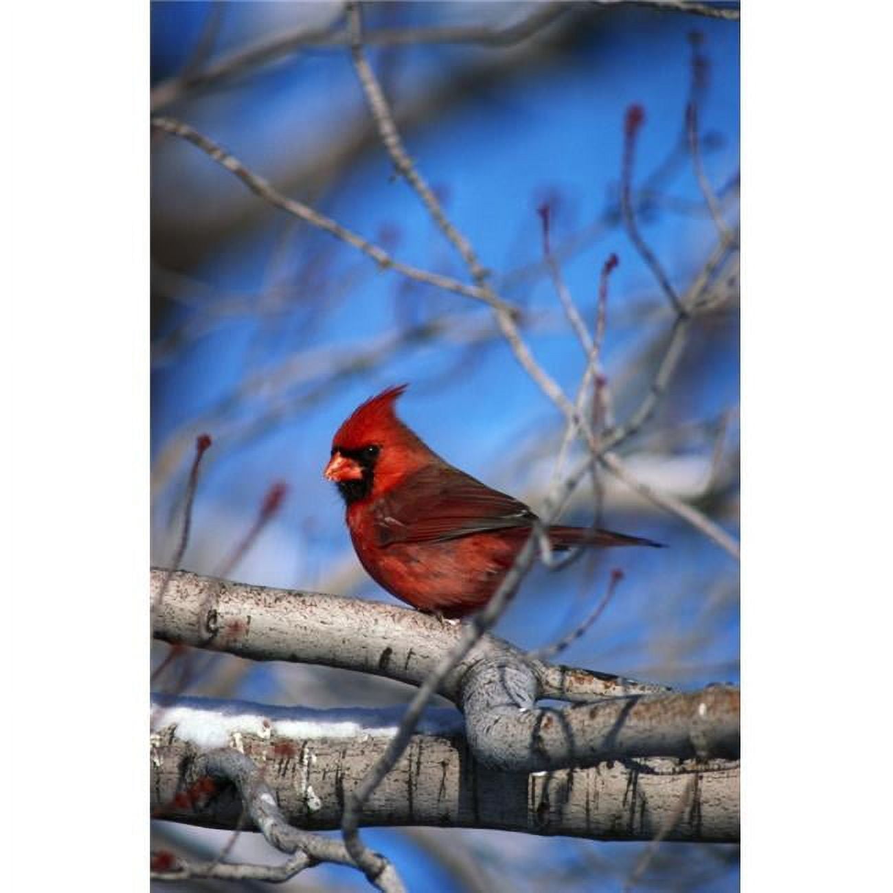 Male Northern Cardinal Bird Poster Print by Natural Selection David ...