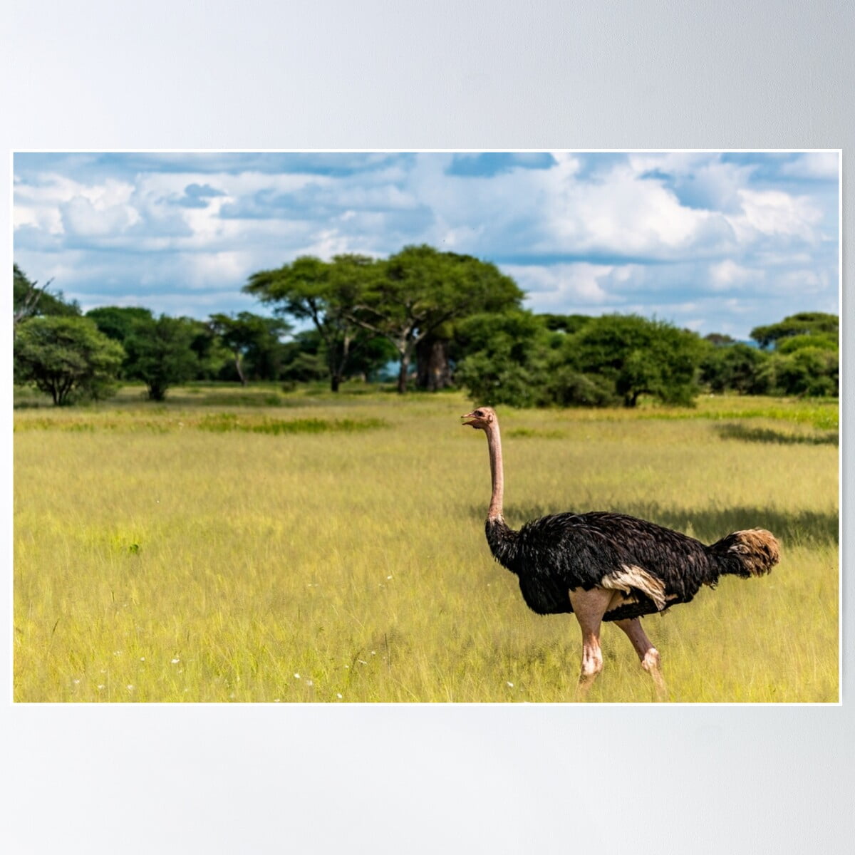 Male Ostrich In The African Savannah Poster Wall Art, Modern Wall Decor ...