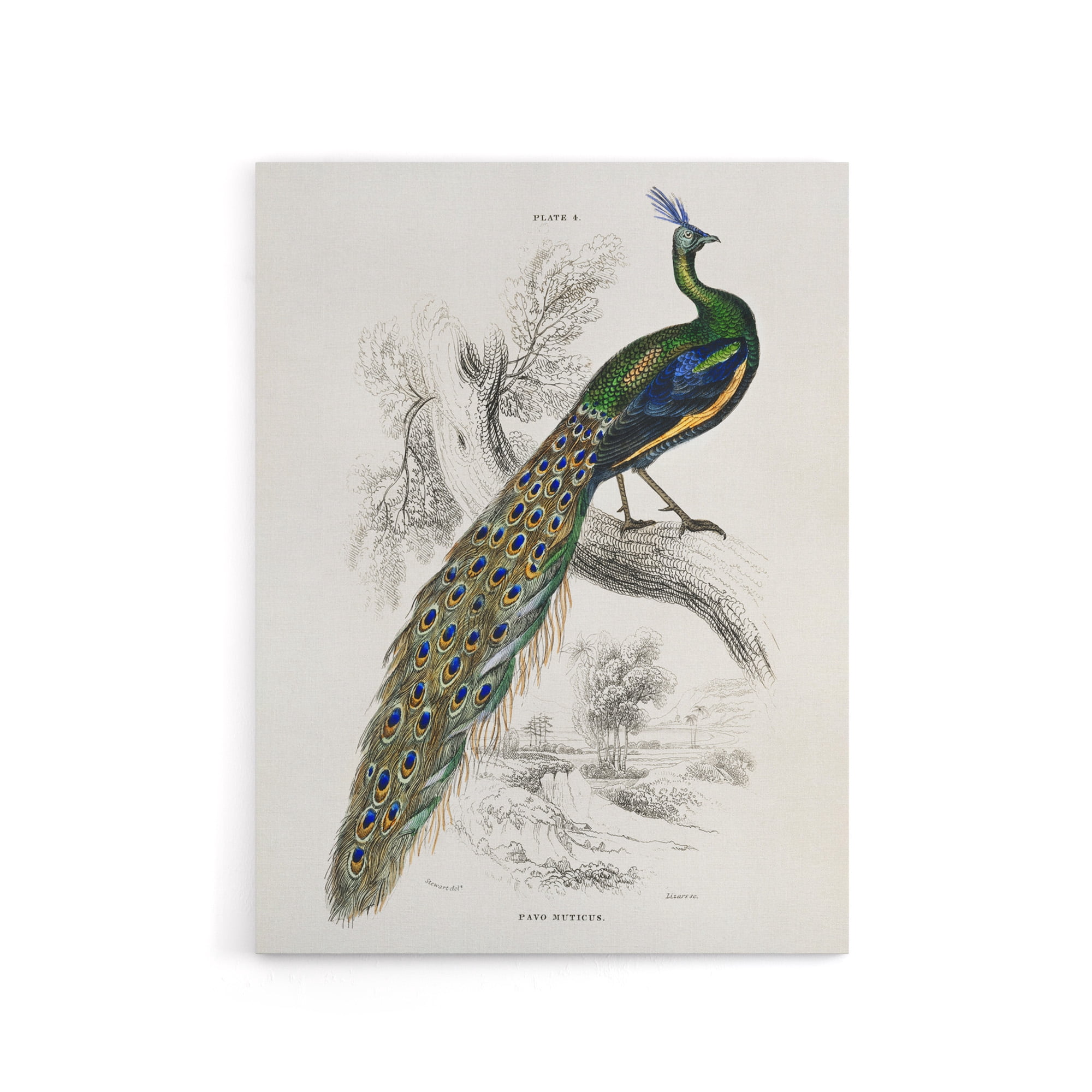 Male Peafowl Peacock Sir William Jardine Vintage Canvas Wall Art 12X16 ...