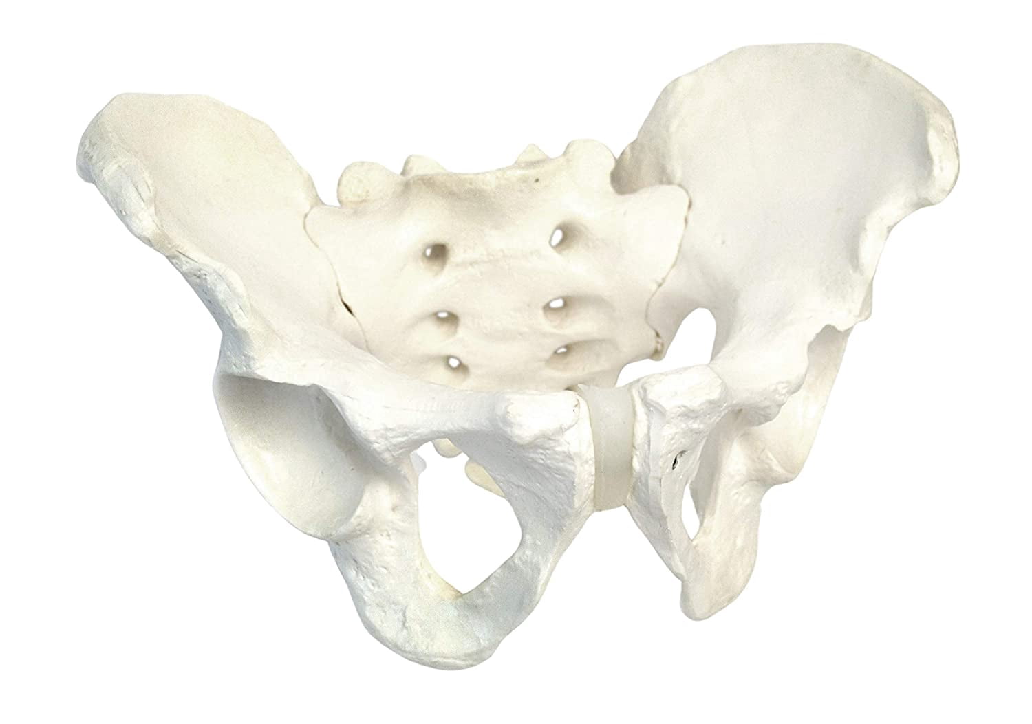 Male Pelvic Skeleton Anatomical Model, Medical Quality, Life Sized (11 ...