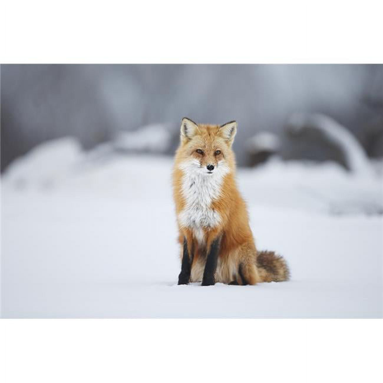 Male Red Fox Vulpes Vulpes Sitting in The Snow in Winter - Montreal ...