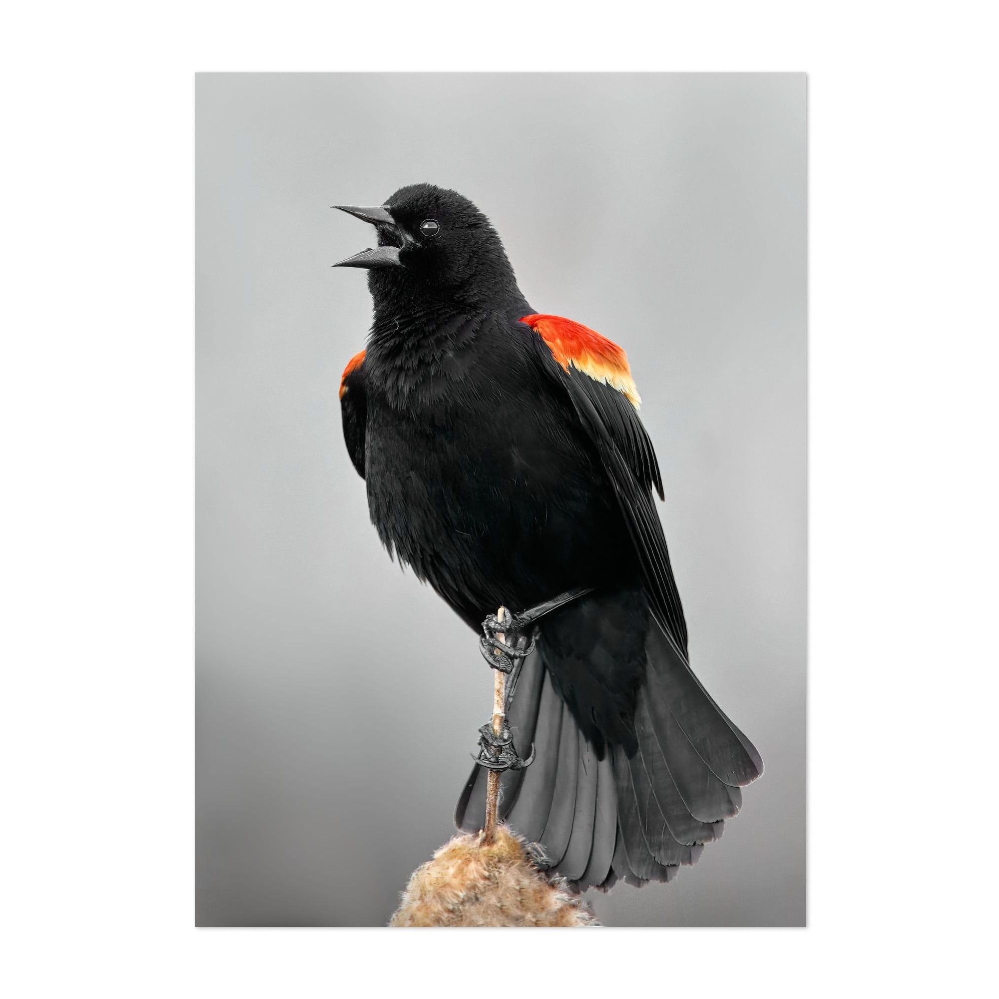 Male Red-winged Blackbird on a Cattail - Photography Bird Wildlife ...