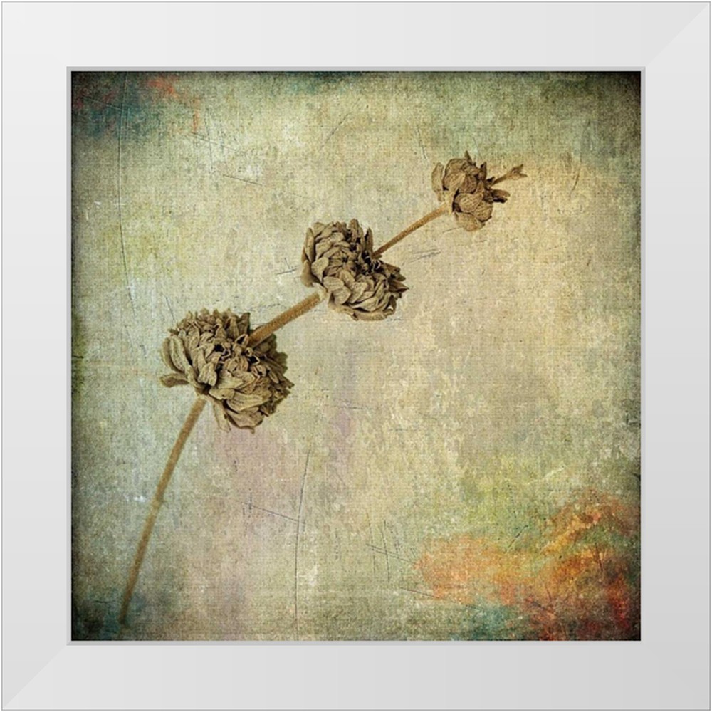 Malek, Honey 15x15 White Modern Wood Framed Museum Art Print Titled ...