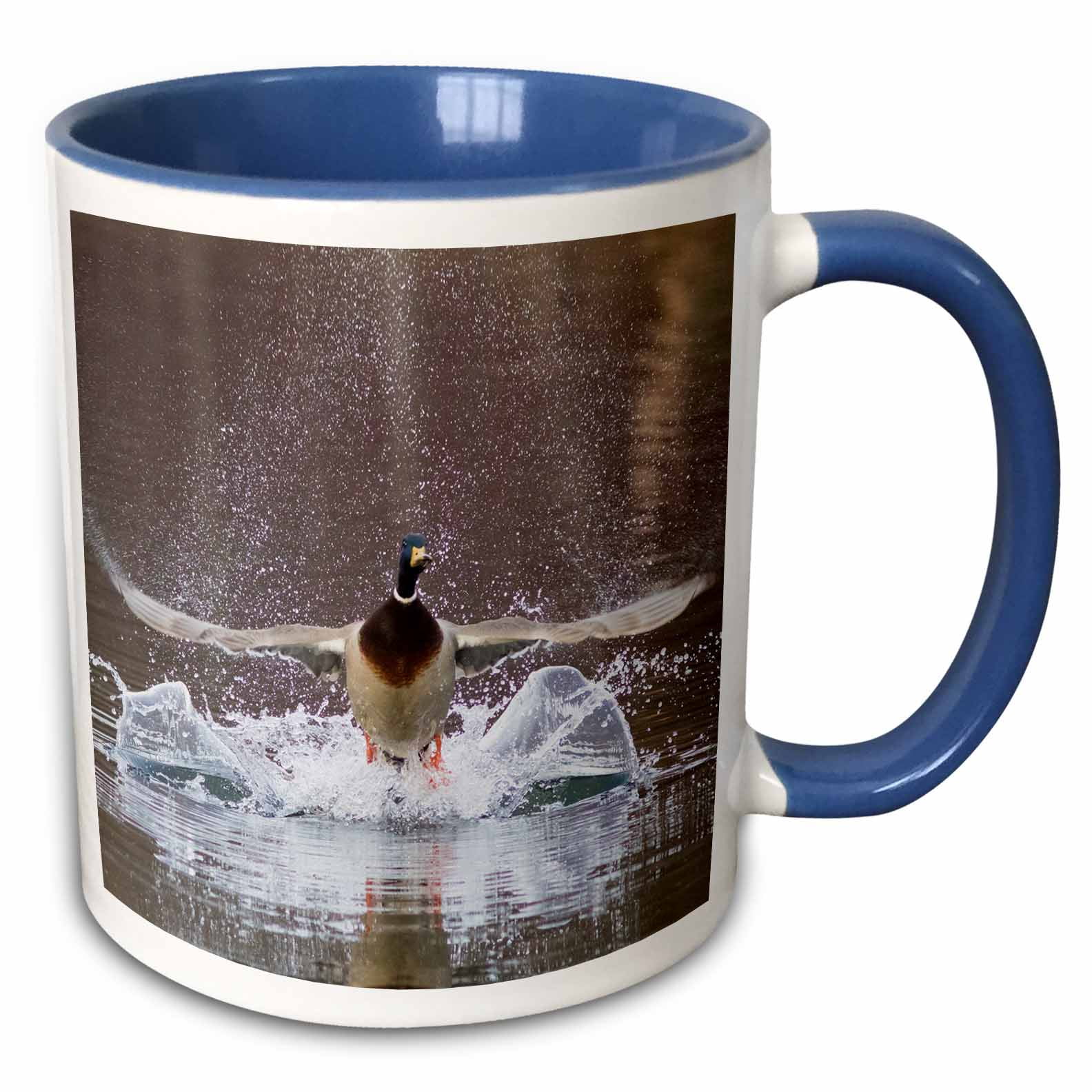 3drose, Mallard Drake Landing on Water, 15oz Two-tone Blue Mug ...