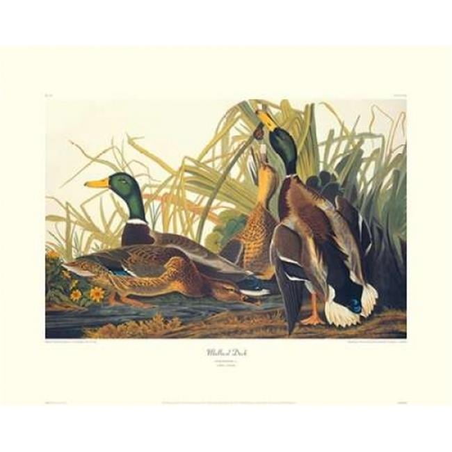 Mallard Duck - Decorative Border Poster Print by John James Audubon - 8 ...