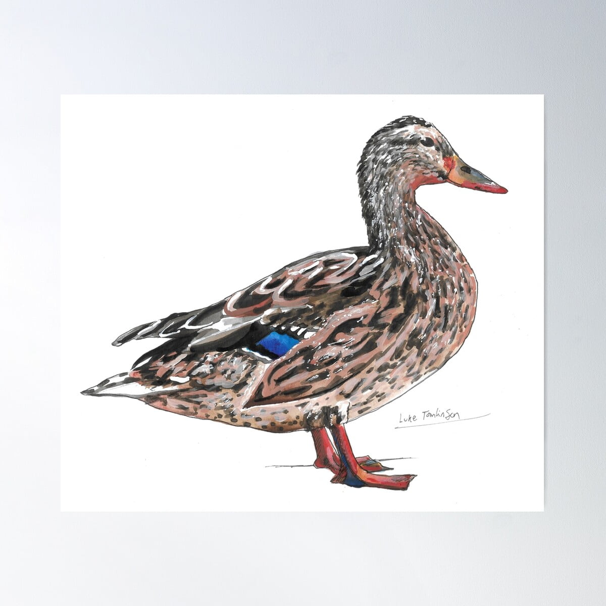 Mallard Duck (Female) - Watercolour Poster Wall Art, Modern Wall Decor ...