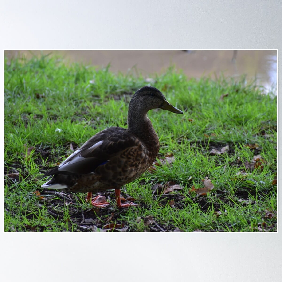 Mallard Duck Print Poster Wall Art, Modern Wall Decor For Living Room ...