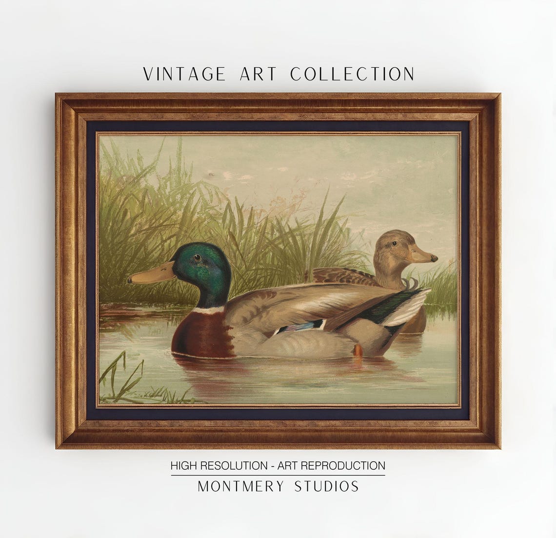 Mallard Duck Print Posters, Wild Ducks on a Pond, Vintage Duck Poster ...
