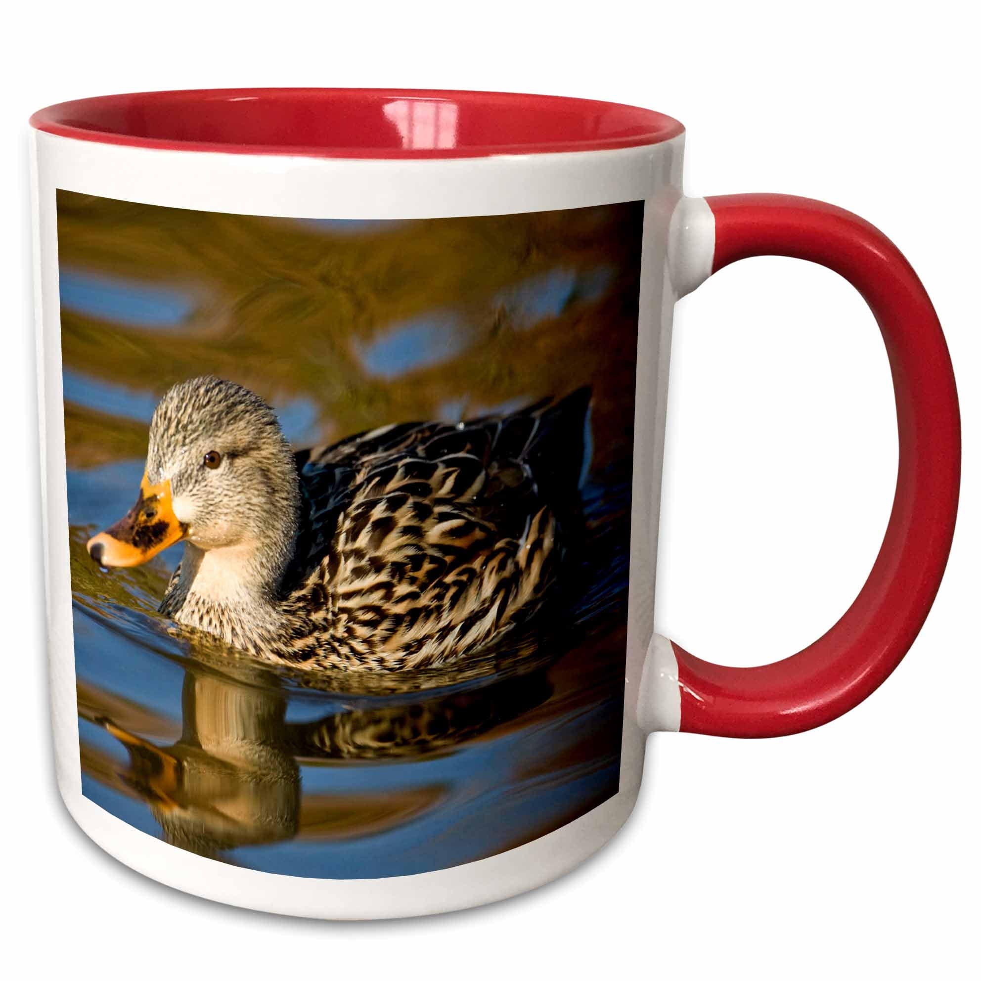 3drose, Mallard Duck, Santee Lakes, Southern California - Na02 Dno0632 ...