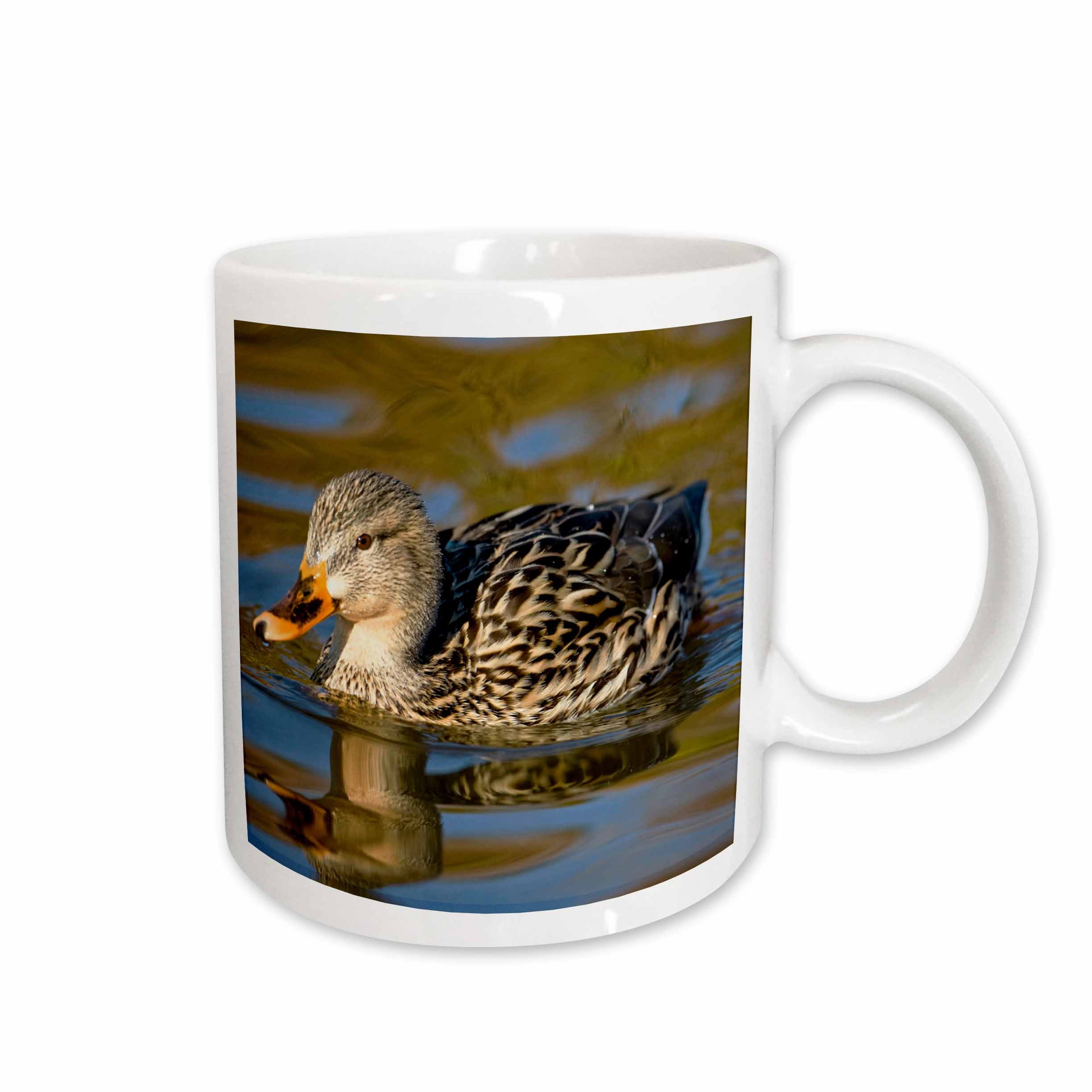 3drose, Mallard Duck, Santee Lakes, Southern California - Na02 Dno0632 ...
