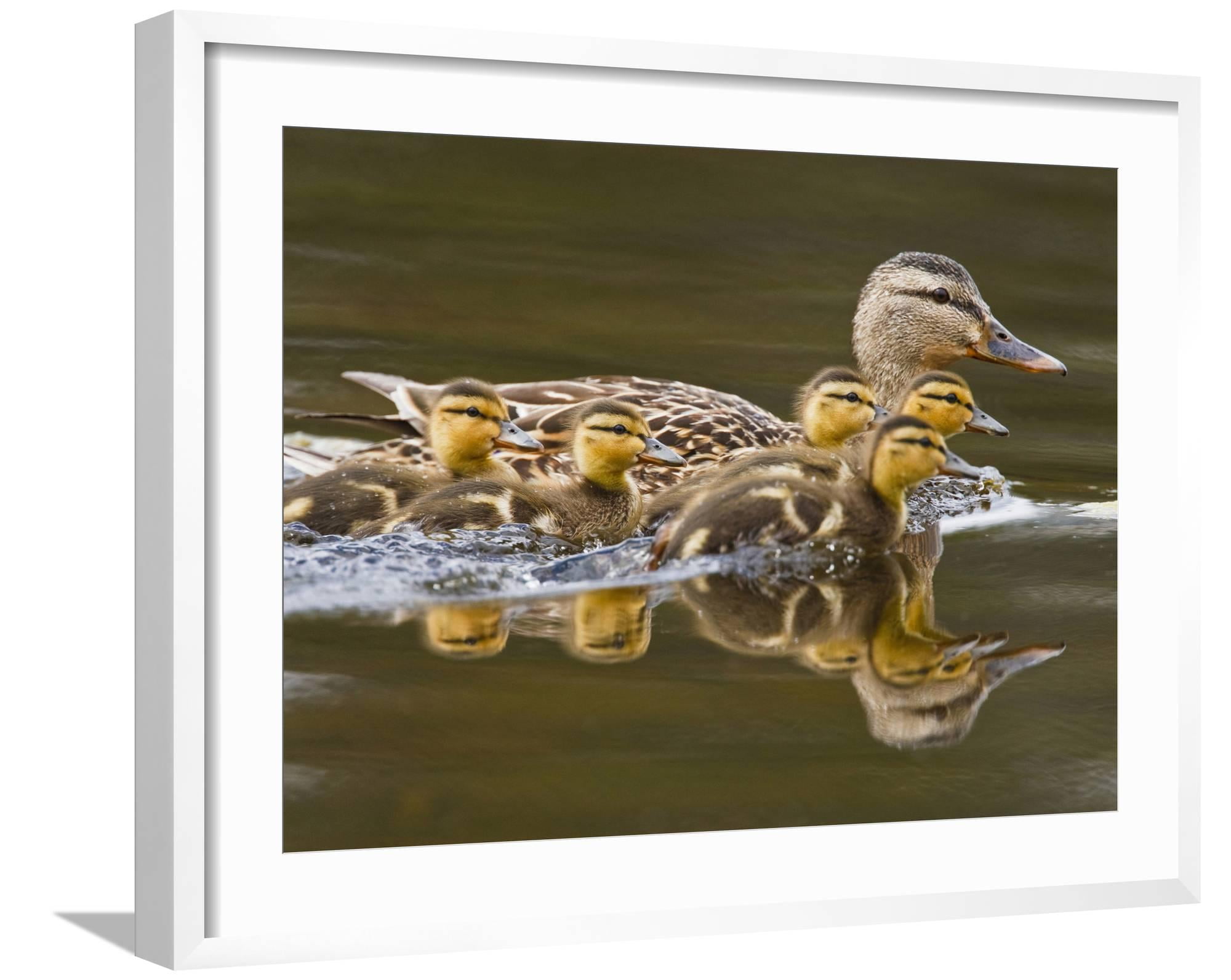 Art.com Mallard Duck and Chicks Near Kamloops, British Columbia, Canada ...
