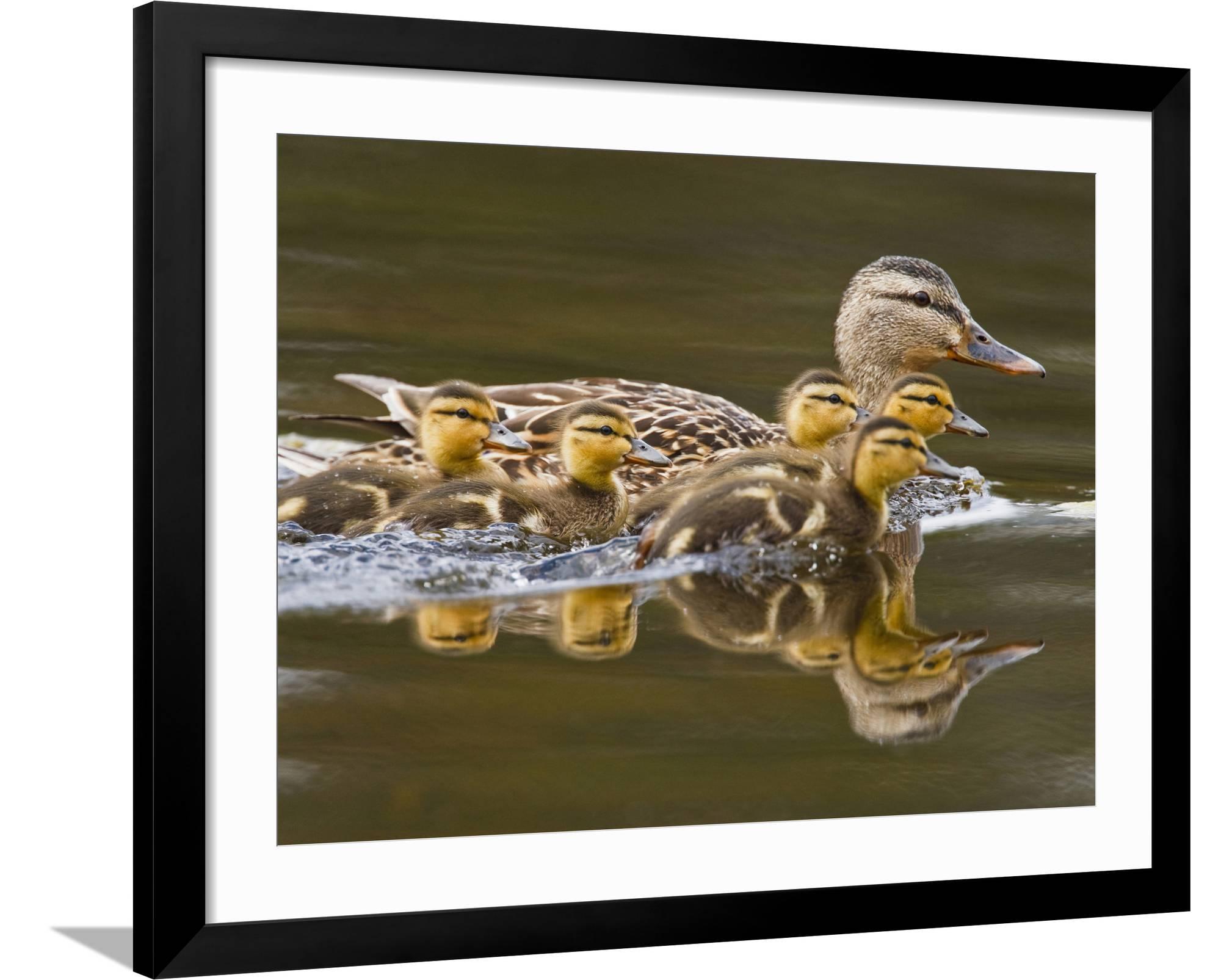 Art.com Mallard Duck and Chicks Near Kamloops, British Columbia, Canada ...