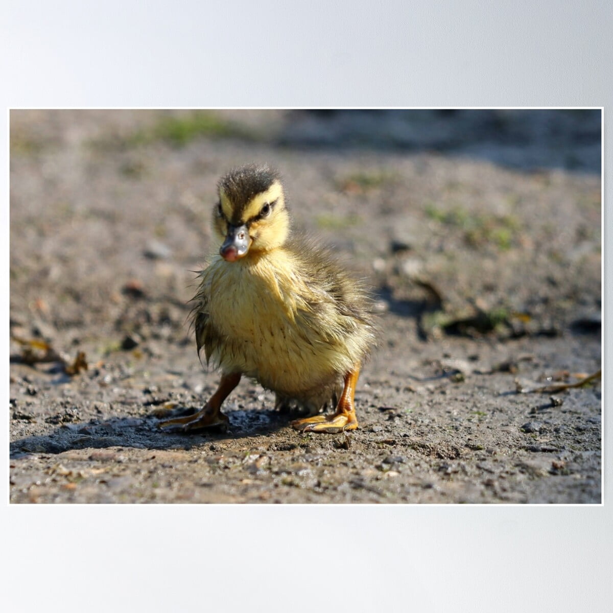 Mallard Duckling Poster Wall Art, Modern Wall Decor For Living Room ...