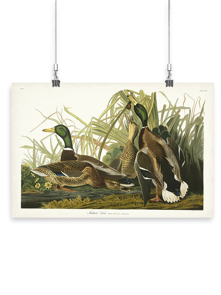 Mallard Ducks Poster - John James Audubon Designs, - Walmart.com
