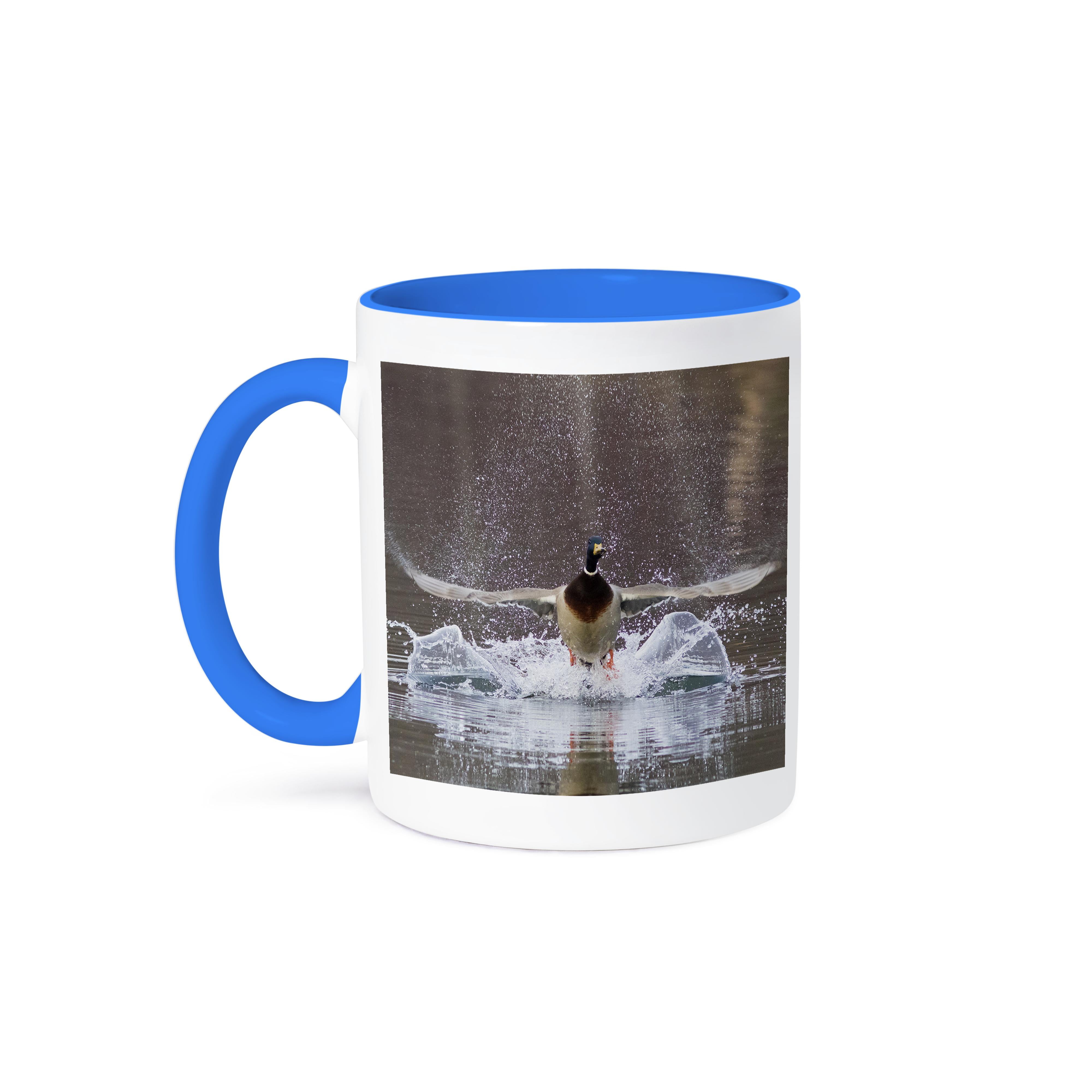 3dRose, Mallard drake landing on water, 15oz Two-Tone Blue Mug ...
