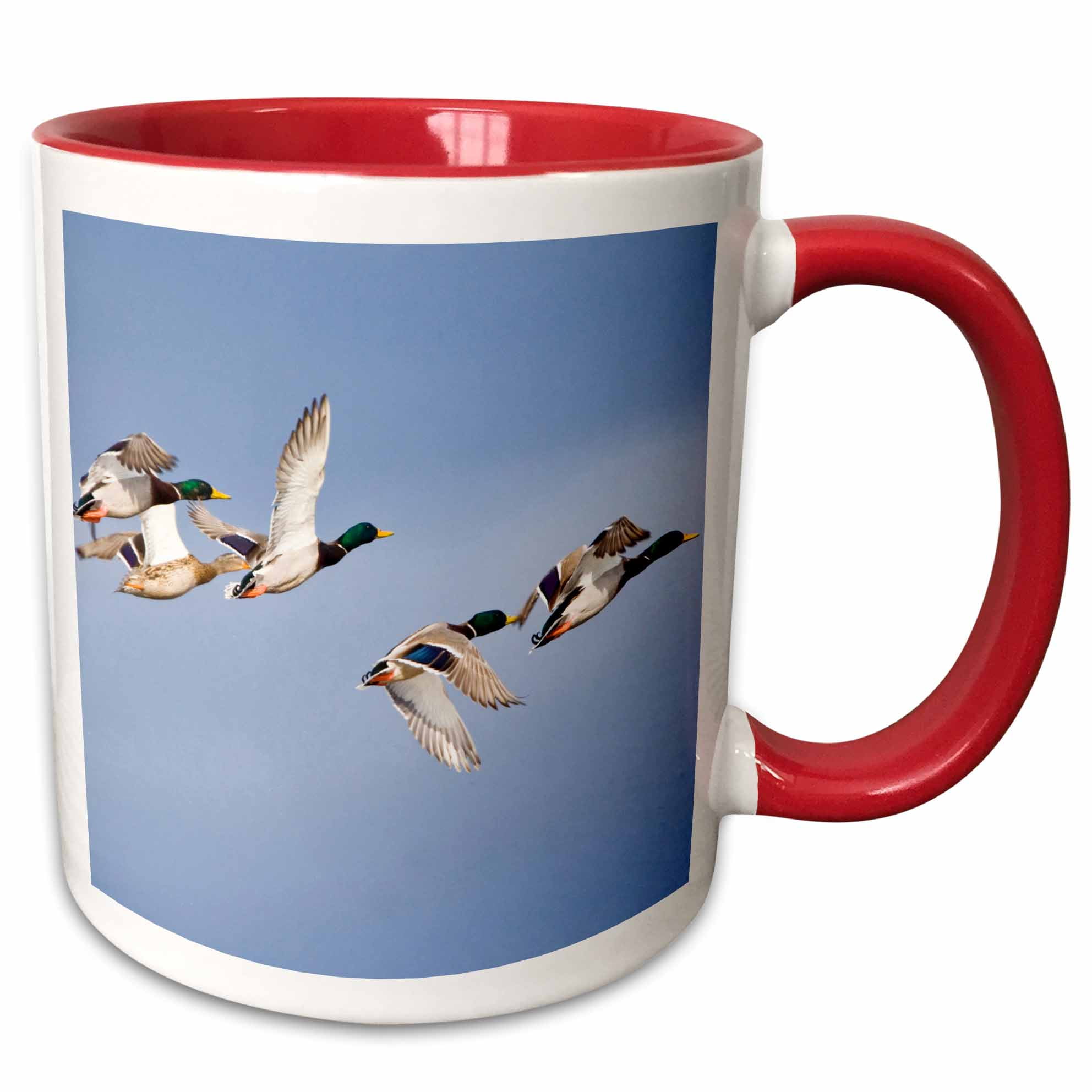 Mallard ducks in flight, Whitefish Montana - US27 CHA1330 - Chuck Haney ...