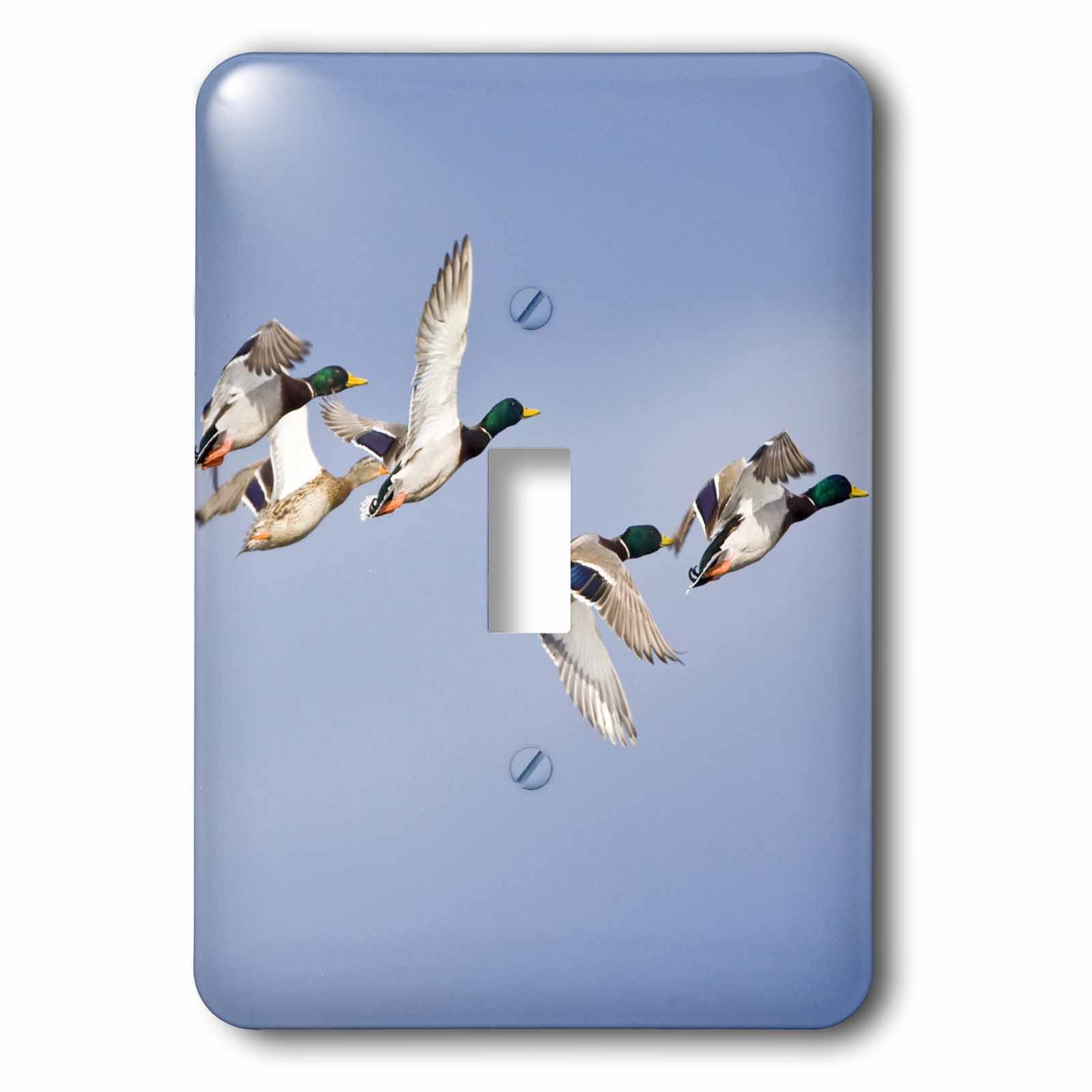 Mallard ducks in flight, Whitefish Montana - US27 CHA1330 - Chuck Haney ...