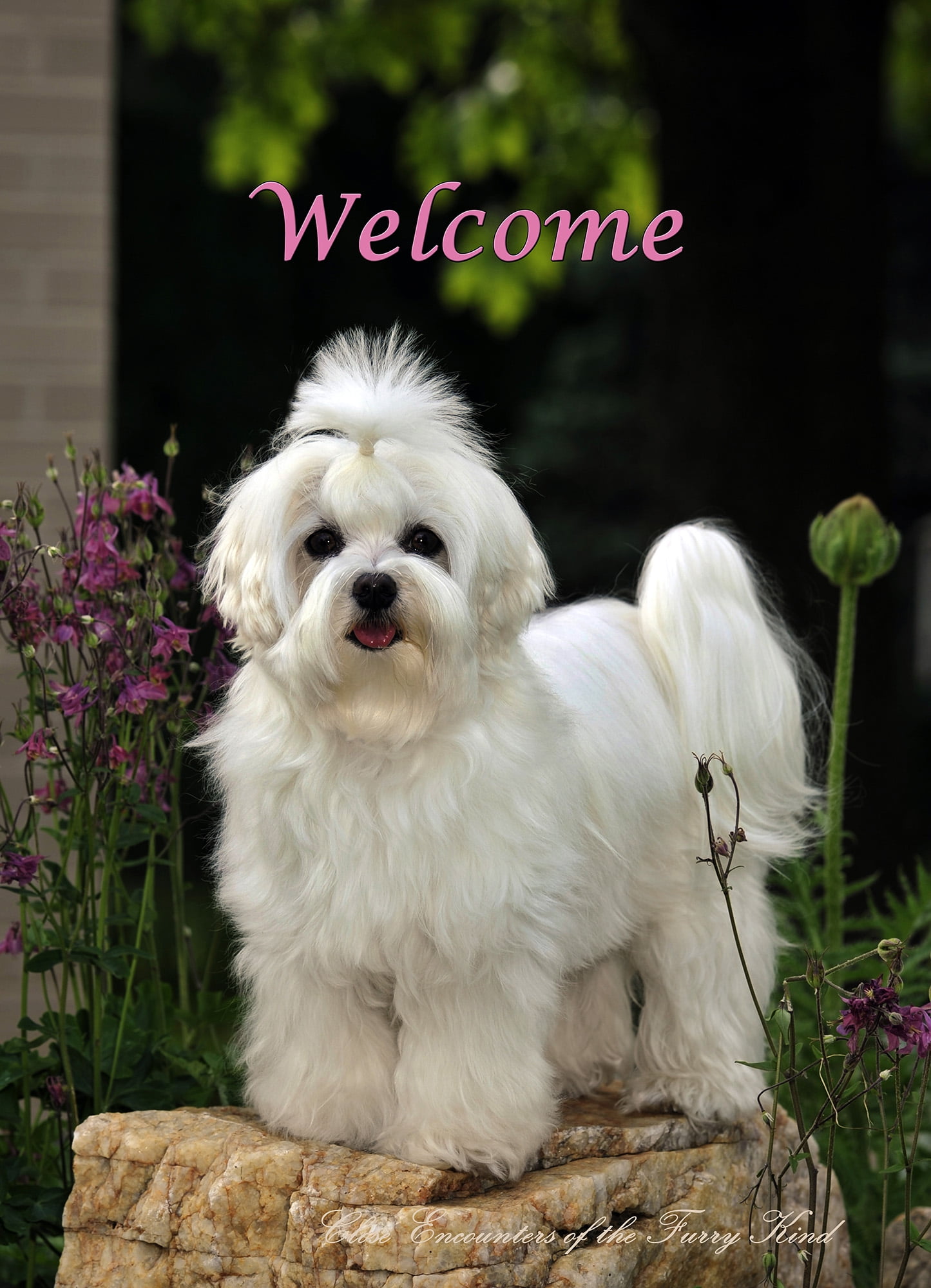 Maltese - Best of Breed CEFK Welcome Photo House Flag - Walmart.com