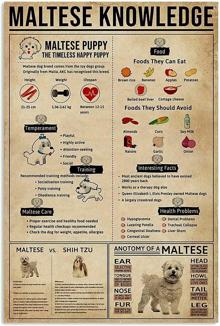 Maltese Knowledge Metal Poster Education Science Classroom Infographic ...