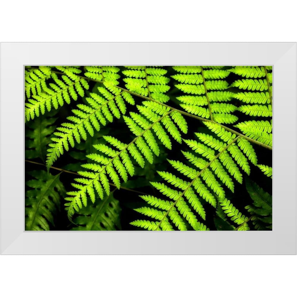 Malvin, Larry 32x23 White Modern Wood Framed Museum Art Print Titled ...