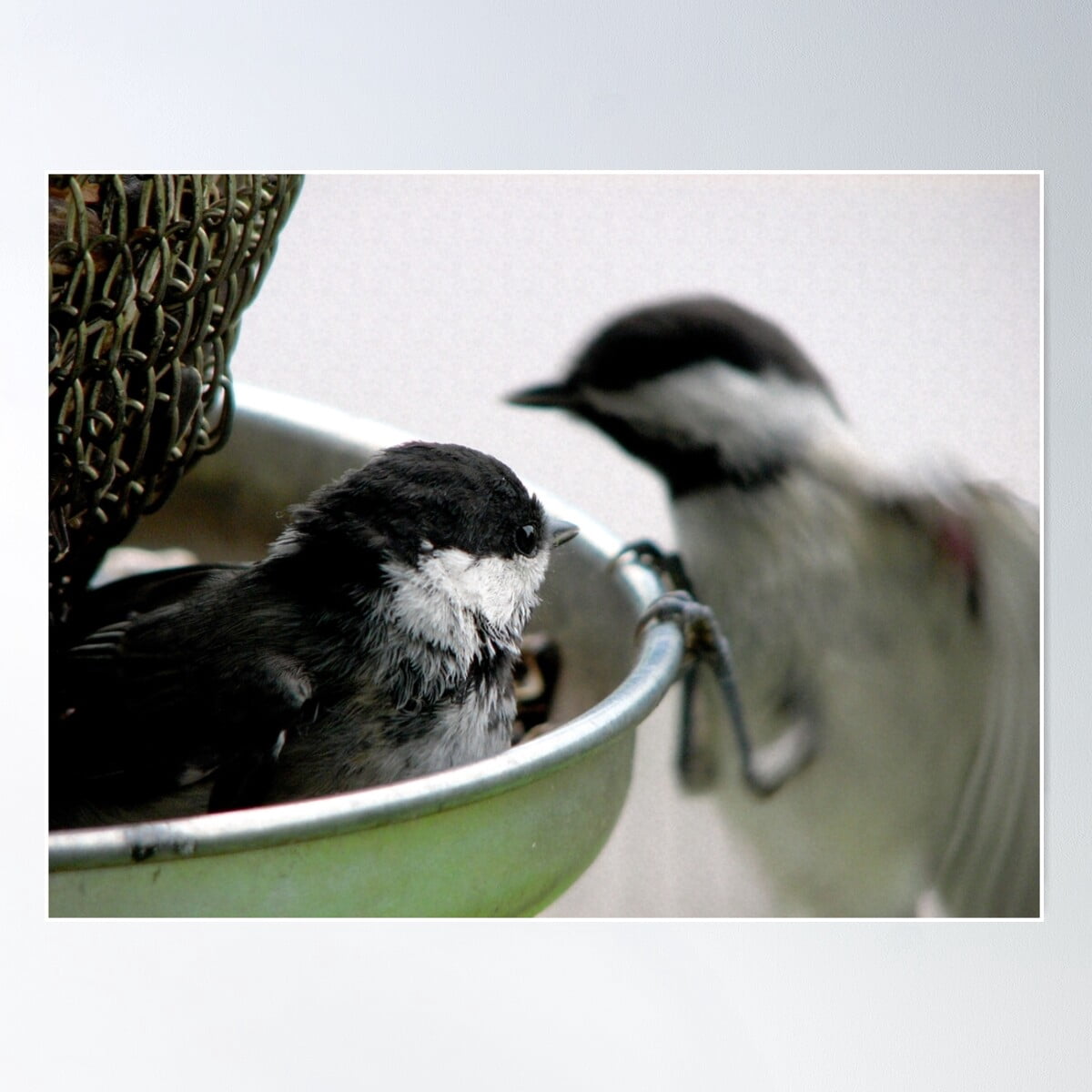 Mama & Baby Chickadees Poster Wall Art, Modern Wall Decor For Living ...