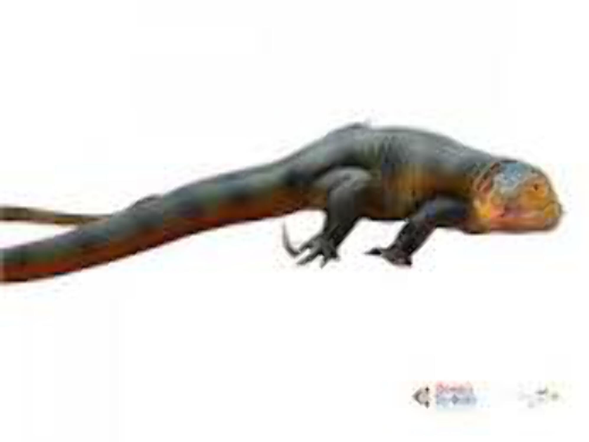 Mamejo Nature Tegus Lizard 20" Rubber Toy - Walmart.com