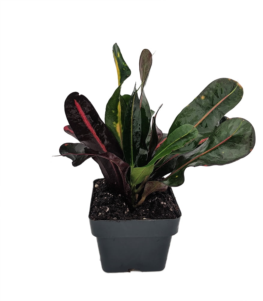 Mamey Croton - 3" Pot - Colorful House Plant - Walmart.com