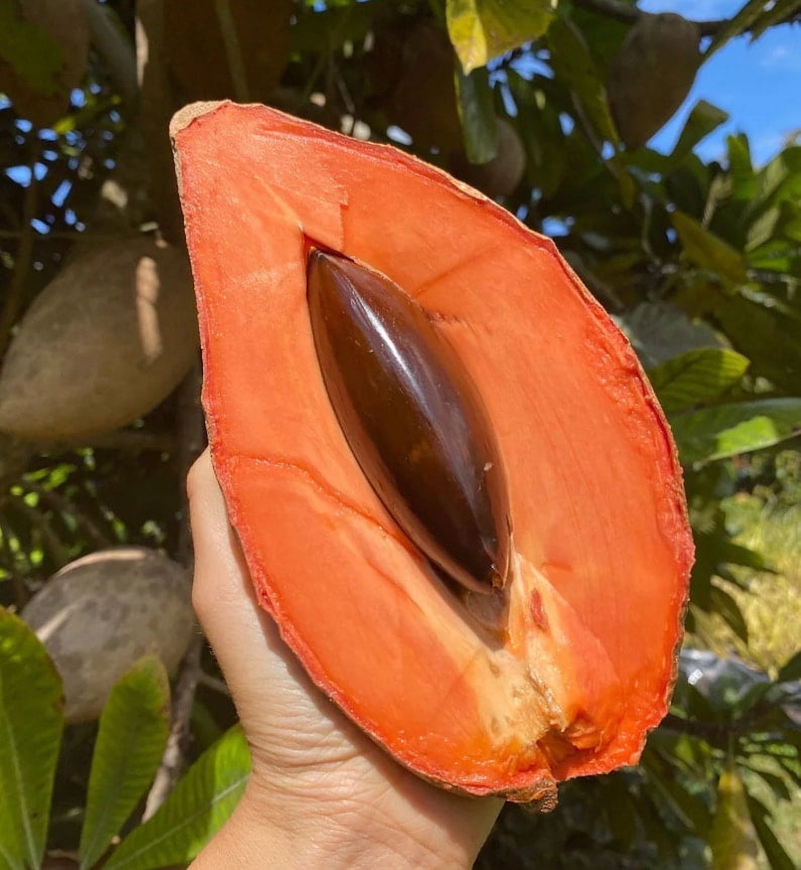 Mamey Sapote Grafted Tree. Ships free to all states in 3 gallons pot, 1 ...