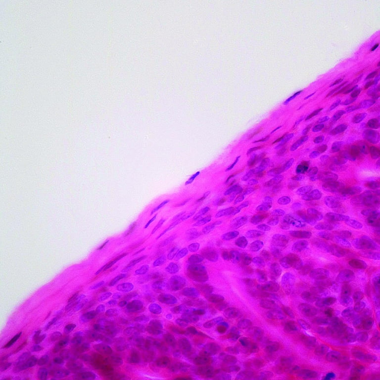 Simple Squamous Epithelium Slide Kidney