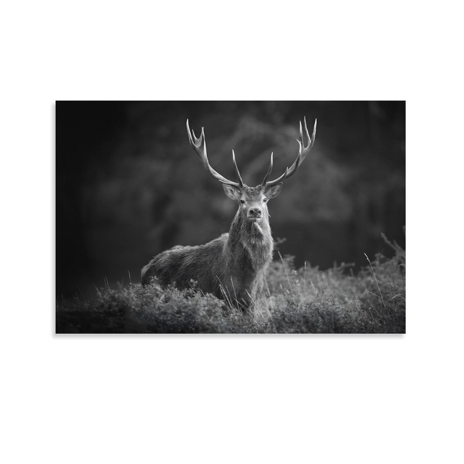 Mammalia Deer Education Black And White Poster Picture Print Canvas ...