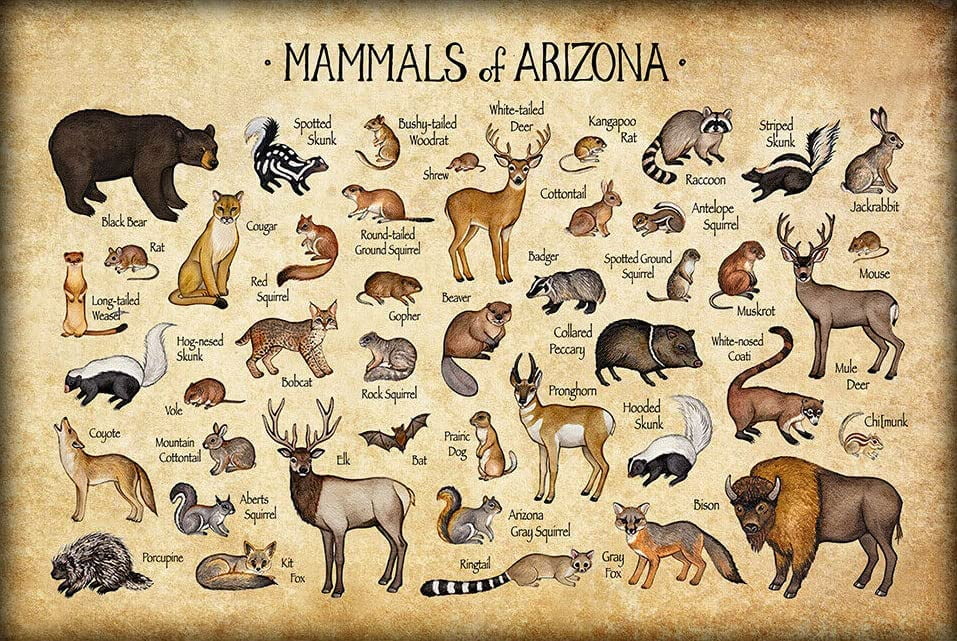 Mammals Of Arizona 1000 Pieces Jigsaw Puzzles Challenging Adult ...