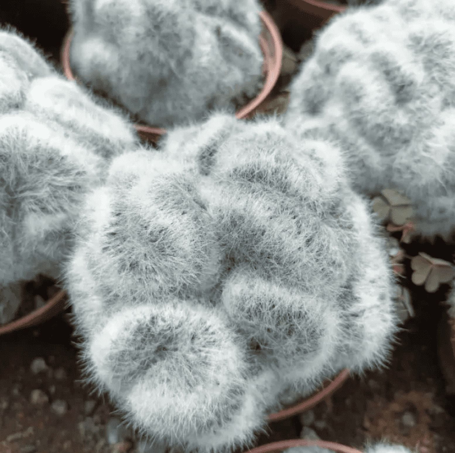 Mammillaria Baumii Crest White Cactus Plant Brain Cactus Plant Crested ...