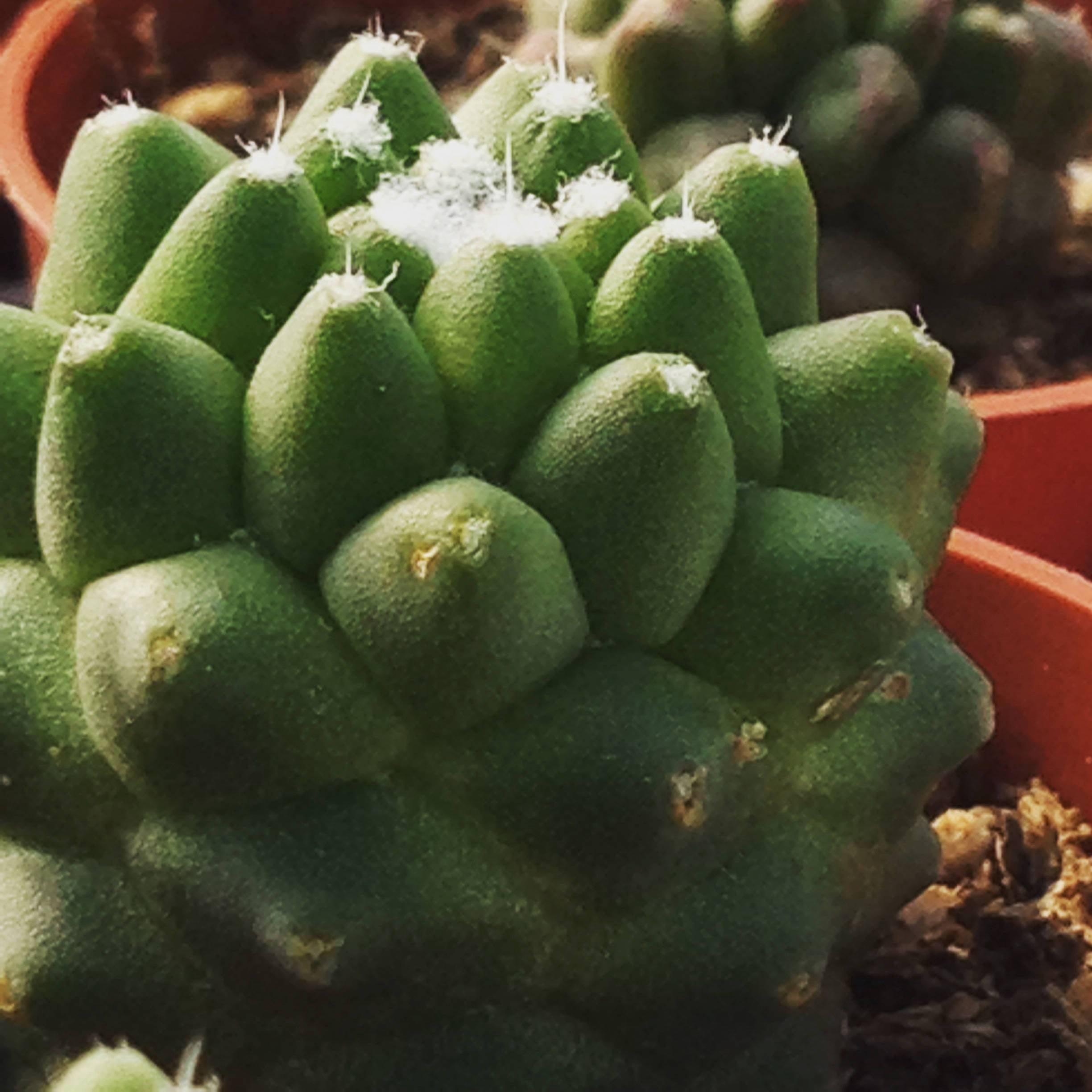 Mammillaria Toluca, 2" Plant, The Plant Farm - Walmart.com