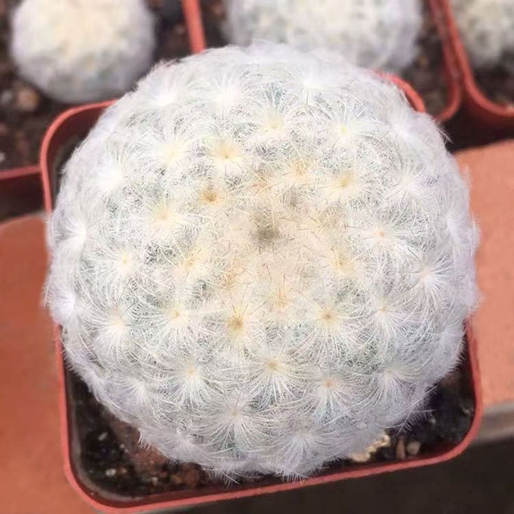 Mammillaria plumosa (Feather Cactus) - Fluffy White Live Cactus Plant ...