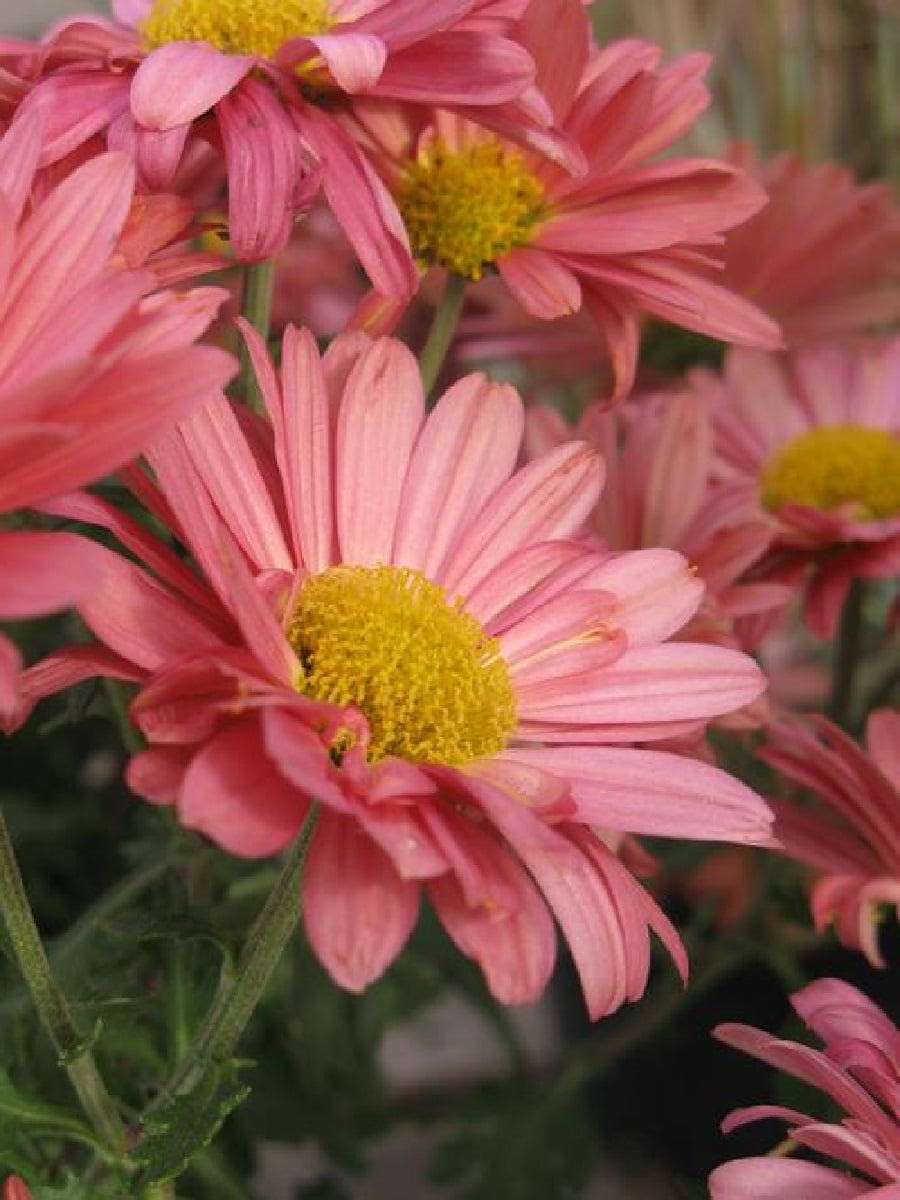 Mammoth™ Coral Daisy Chrysanthemum - 3" Pot - Perennial - Walmart.com