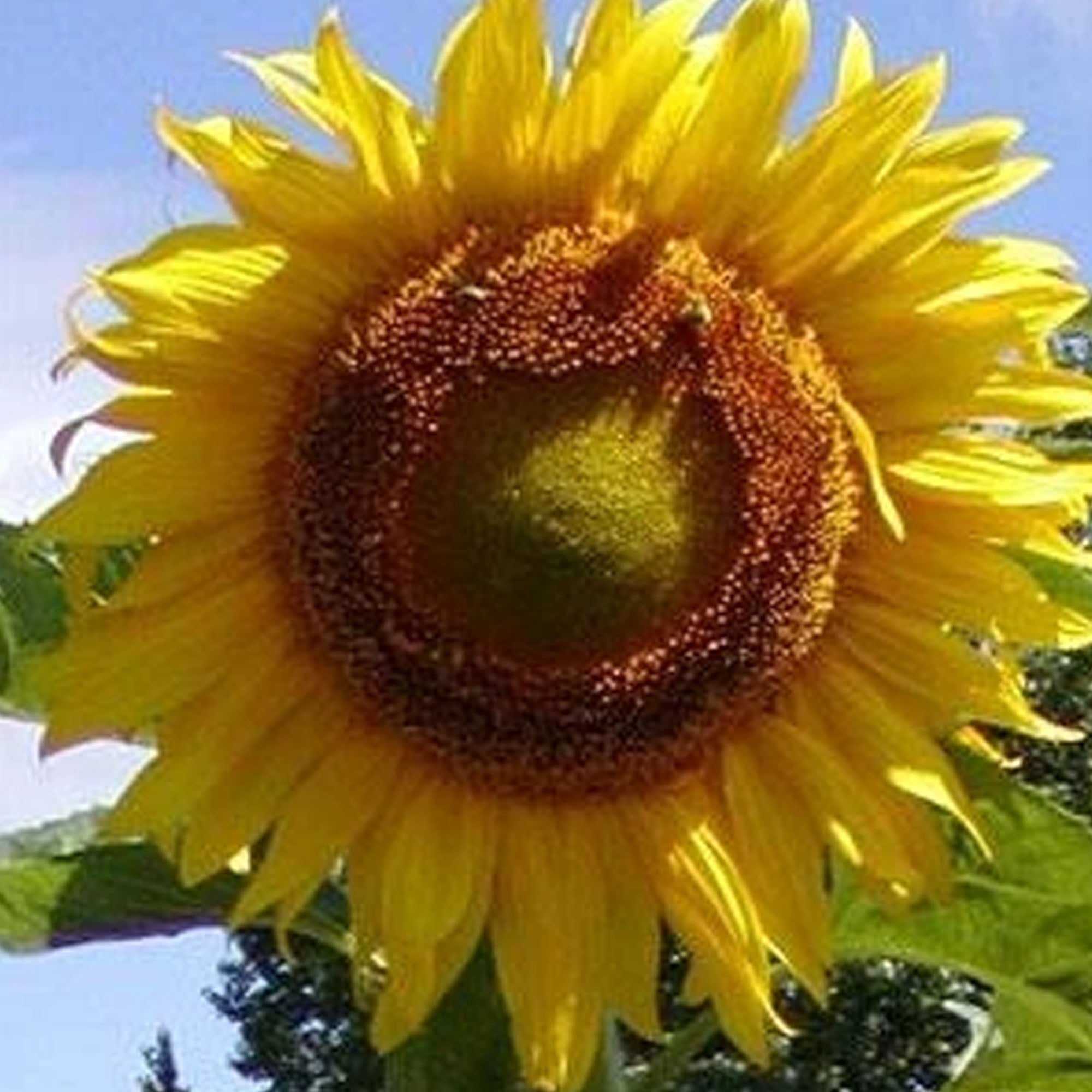 Mammoth Grey Stripe Sunflower - 1 OZ ~375 Seeds - Non-GMO, Open ...